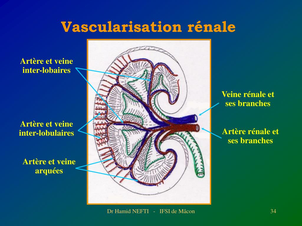 PPT - Dr Hamid NEFTI Service de Néphrologie et Dialyse - Centre ...