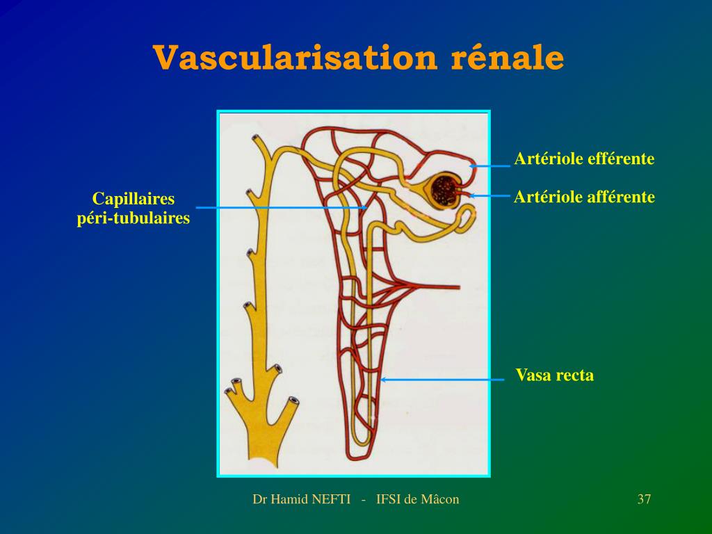 PPT - Dr Hamid NEFTI Service de Néphrologie et Dialyse - Centre ...