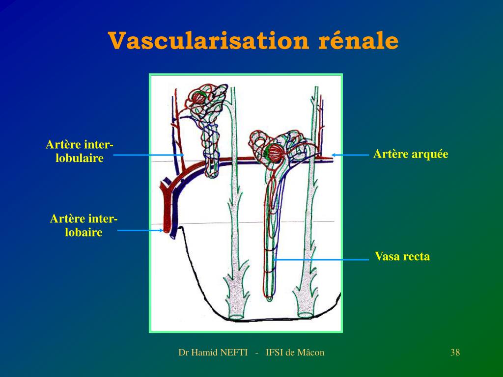 PPT - Dr Hamid NEFTI Service de Néphrologie et Dialyse - Centre ...