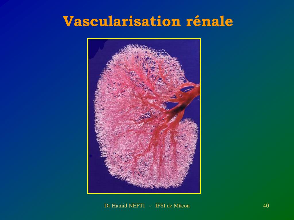 PPT - Dr Hamid NEFTI Service de Néphrologie et Dialyse - Centre ...