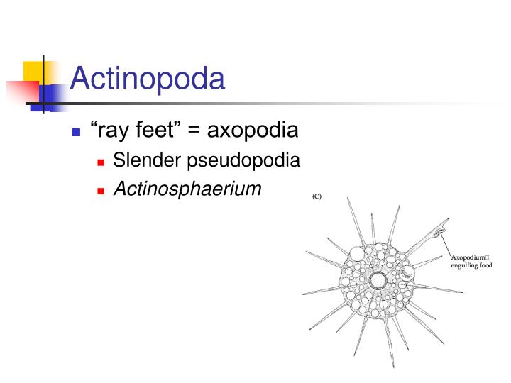 PPT - Phylum Apicomplexa PowerPoint Presentation - ID:2978229