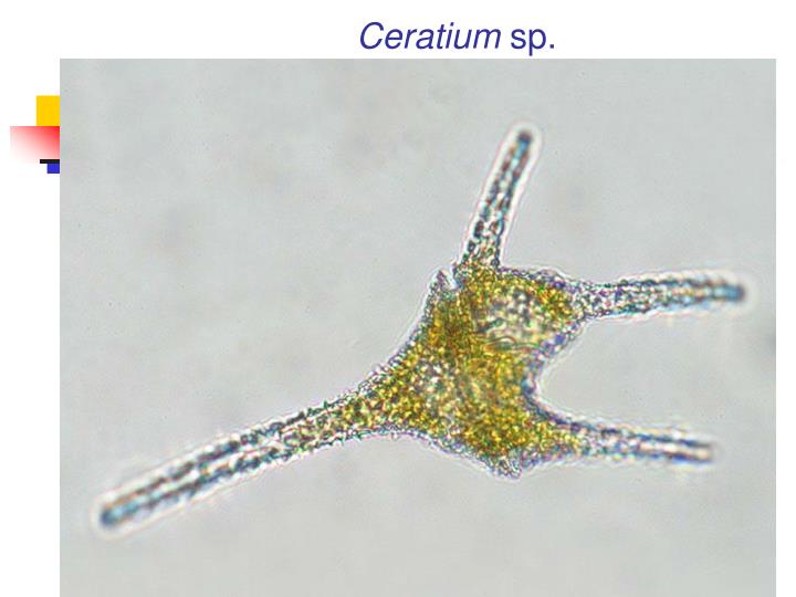 PPT - Phylum Apicomplexa PowerPoint Presentation - ID:2978229