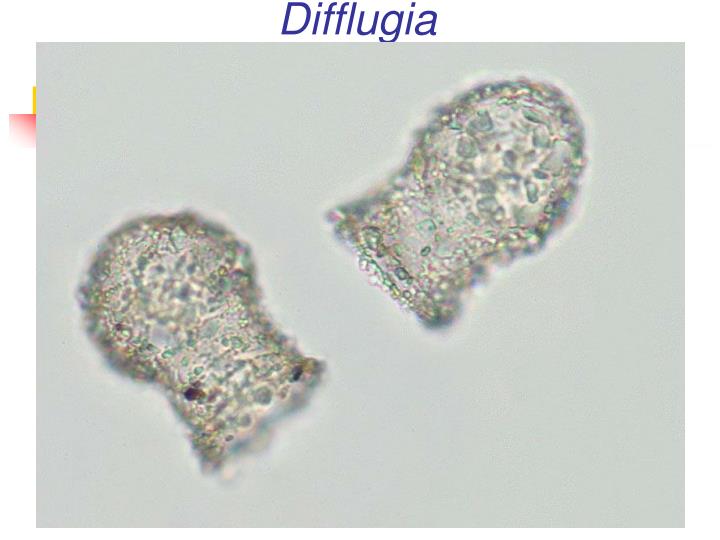 PPT - Phylum Apicomplexa PowerPoint Presentation - ID:2978229