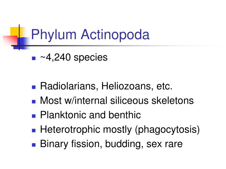 PPT - Phylum Apicomplexa PowerPoint Presentation - ID:2978229