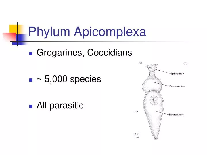 PPT - Phylum Apicomplexa PowerPoint Presentation, free download - ID ...