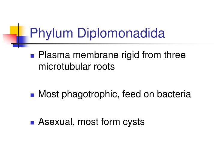 PPT - Phylum Apicomplexa PowerPoint Presentation - ID:2978229