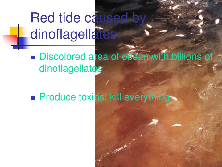 PPT - Phylum Apicomplexa PowerPoint Presentation - ID:2978229