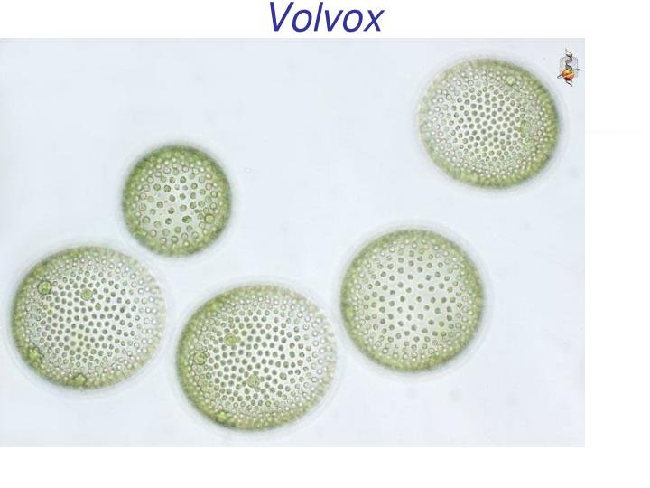 PPT - Phylum Apicomplexa PowerPoint Presentation - ID:2978229