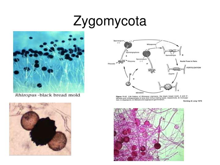 PPT - Dunia Fungi PowerPoint Presentation - ID:2978470