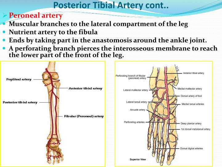 PPT - Posterior Tibial Artery PowerPoint Presentation - ID:2978586