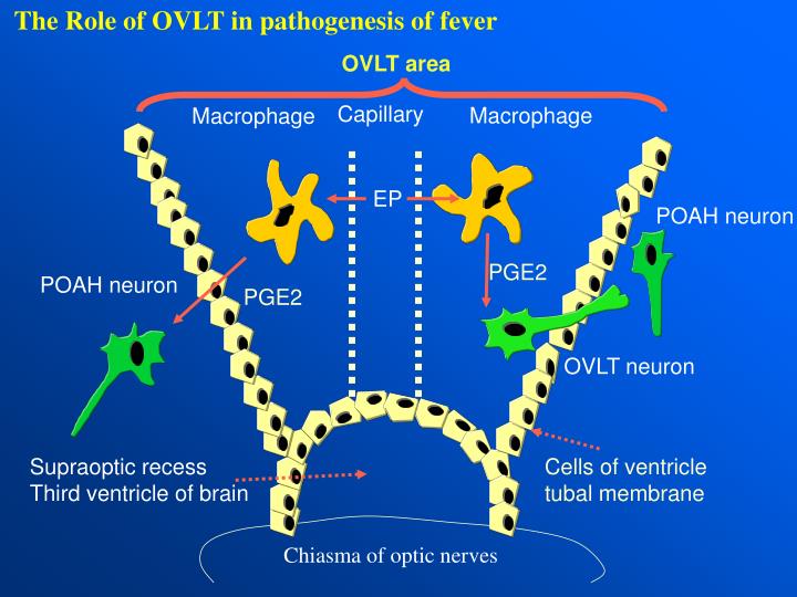 PPT - Fever PowerPoint Presentation - ID:2978649