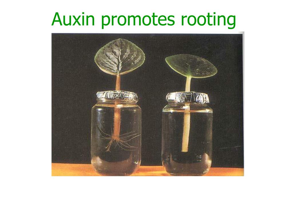 PPT - Plant Hormones & Tropisms PowerPoint Presentation, free download ...