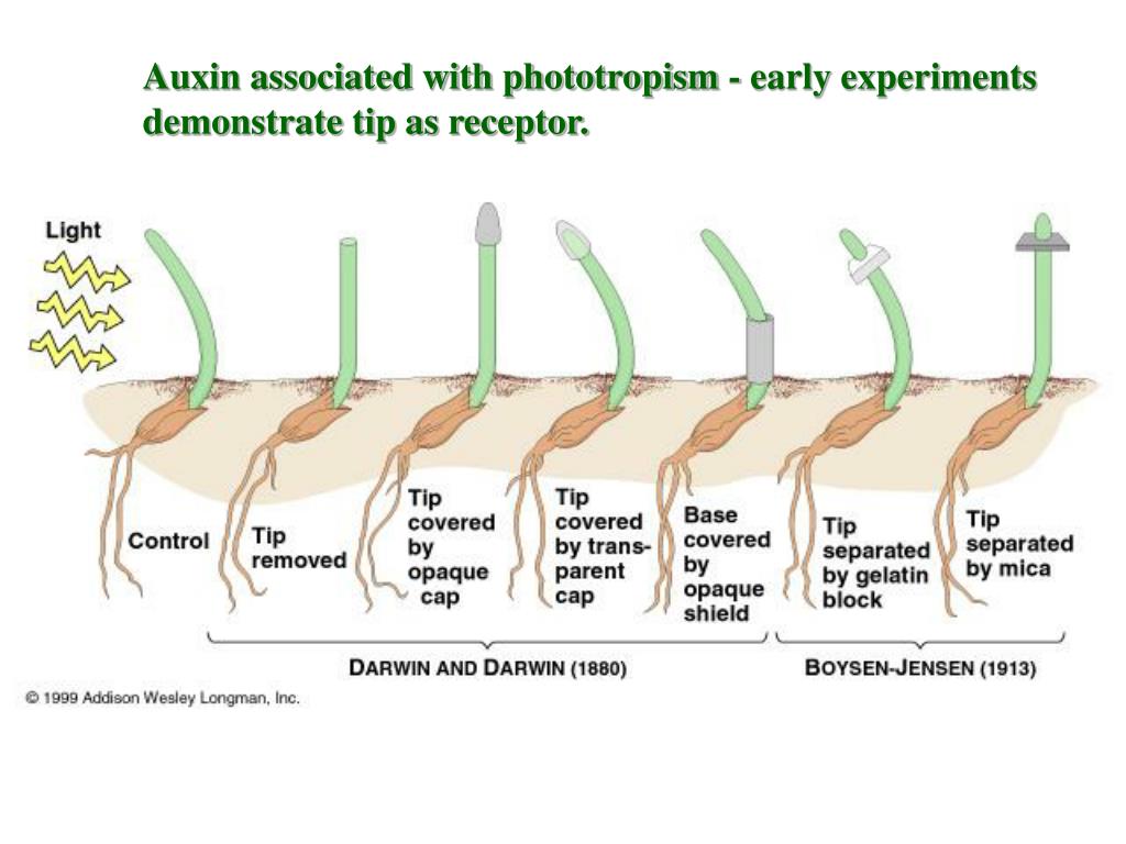 PPT - Plant Hormones & Tropisms PowerPoint Presentation, free download ...