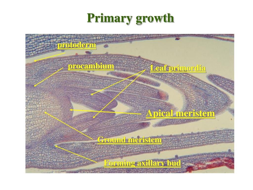 PPT - Plant Hormones & Tropisms PowerPoint Presentation, free download ...