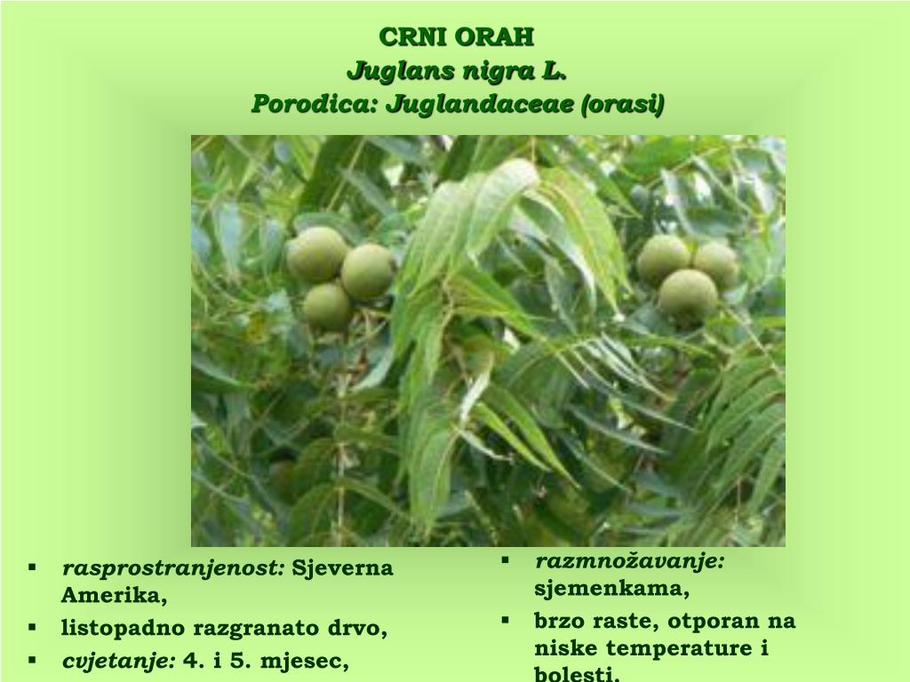 PPT - EGZOTE U DONJOMIHOLJAČKOM VELIKOM PARKU PowerPoint Presentation ...