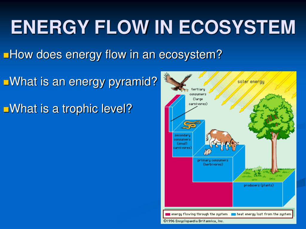PPT - ENERGY FLOW IN ECOSYSTEM PowerPoint Presentation, free download ... PPT - ENERGY FLOW IN ECOSYSTEM PowerPoint Presentation, free download ...