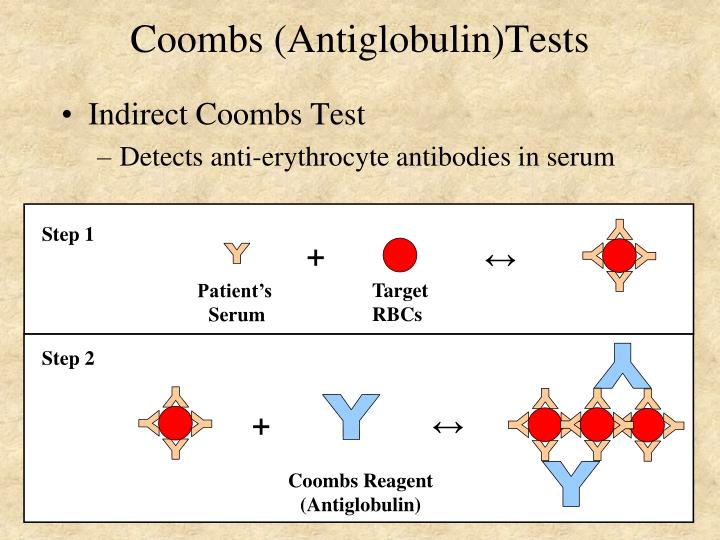 PPT - Ag-Ab reactions Tests for Ag-Ab reactions PowerPoint Presentation ...