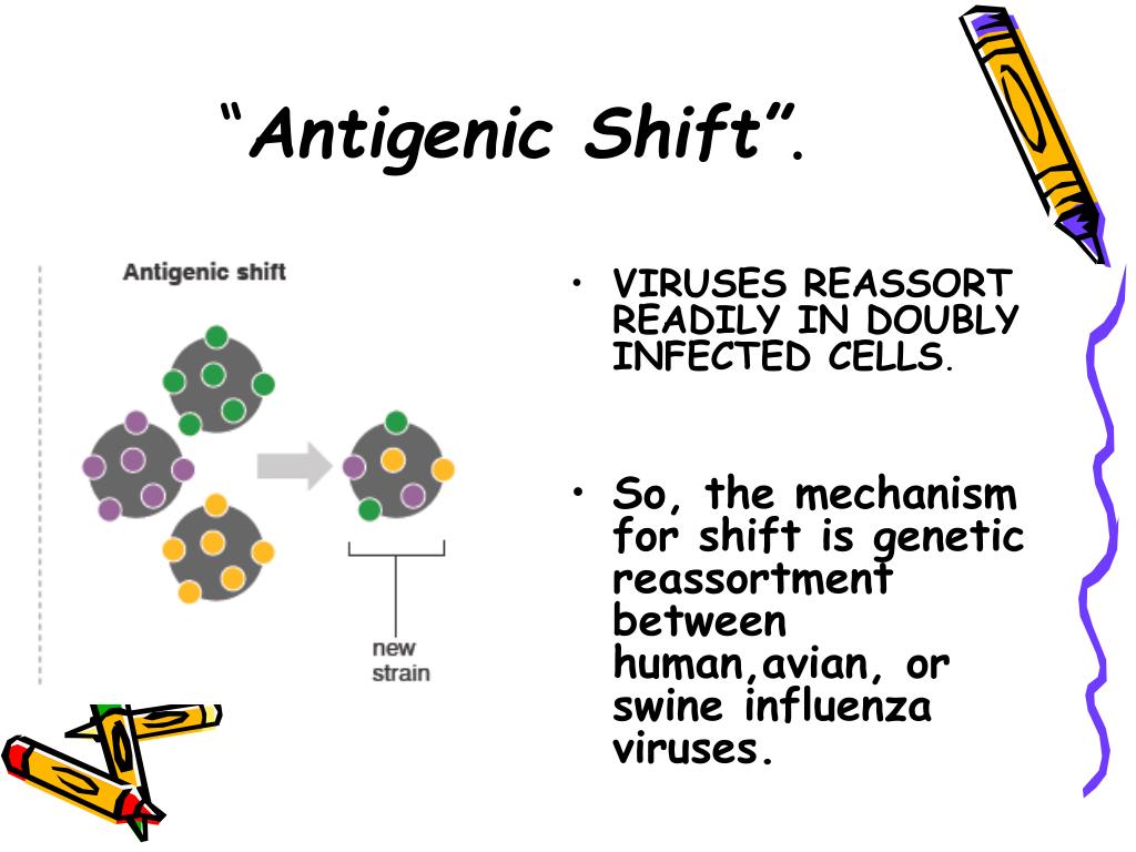 PPT - ORTHOMYXOVIRUSES INFLUENZA VIRUSES PowerPoint Presentation, free ...