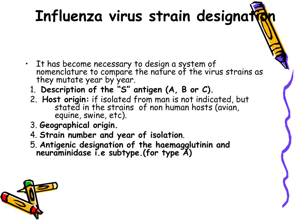 PPT - ORTHOMYXOVIRUSES INFLUENZA VIRUSES PowerPoint Presentation, free ...
