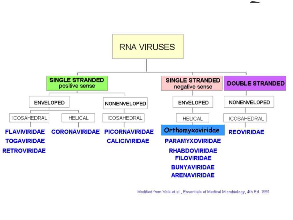 PPT - ORTHOMYXOVIRUSES INFLUENZA VIRUSES PowerPoint Presentation, free ...
