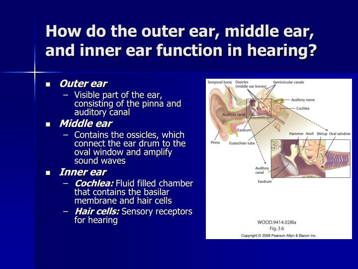 PPT - Chapter 3 Sensation and Perception PowerPoint Presentation - ID ...