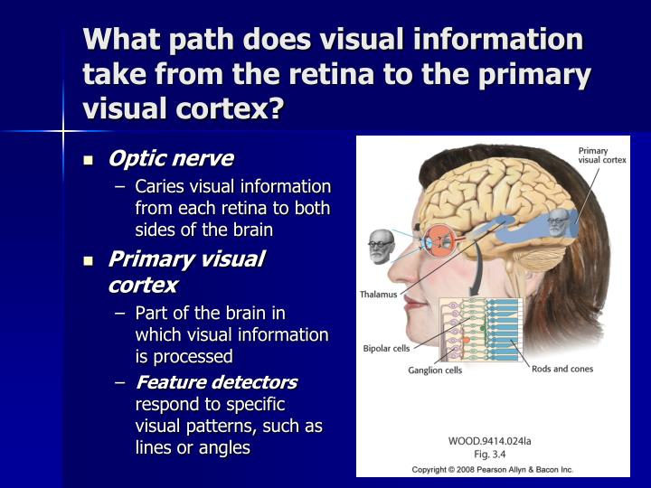 PPT - Chapter 3 Sensation and Perception PowerPoint Presentation - ID:2979168