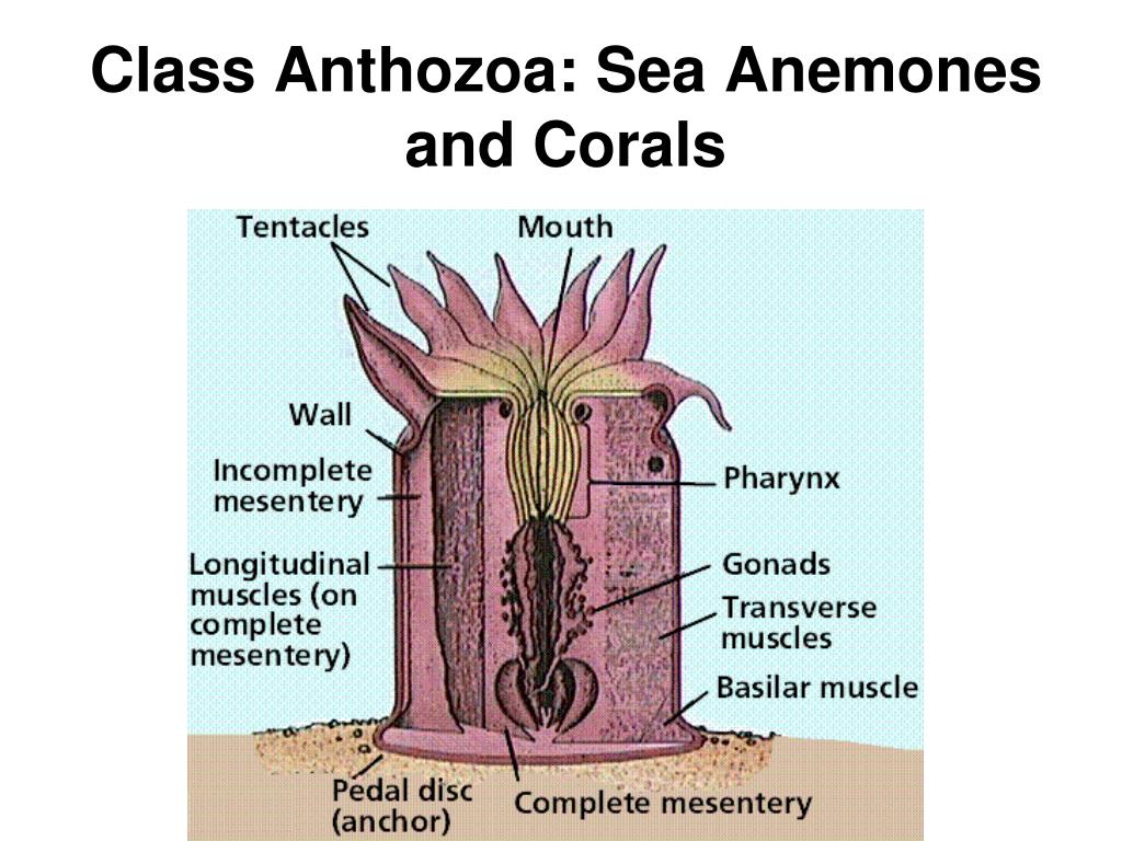 PPT - INVERTEBRATES About 97 percent of all animals are invertebrates ...