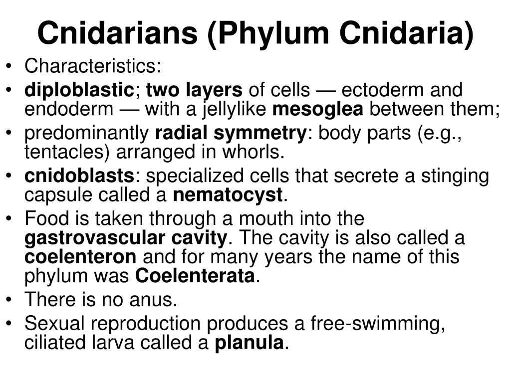PPT - INVERTEBRATES About 97 percent of all animals are invertebrates ...