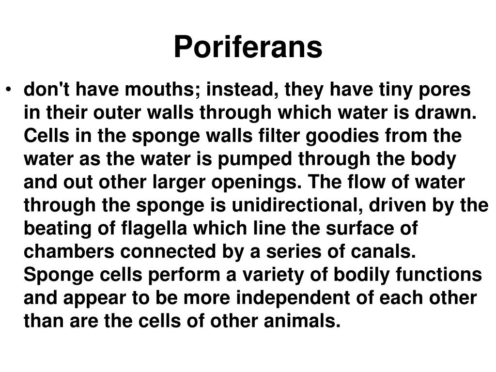 PPT - INVERTEBRATES About 97 percent of all animals are invertebrates ...