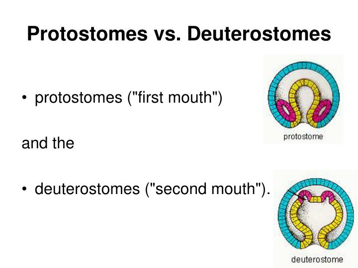 PPT - INVERTEBRATES About 97 percent of all animals are invertebrates ...