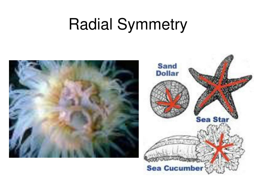 PPT - INVERTEBRATES About 97 percent of all animals are invertebrates ...