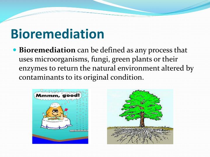 PPT - A Recent Technique for Contaminated Soils: Bioremediation ...