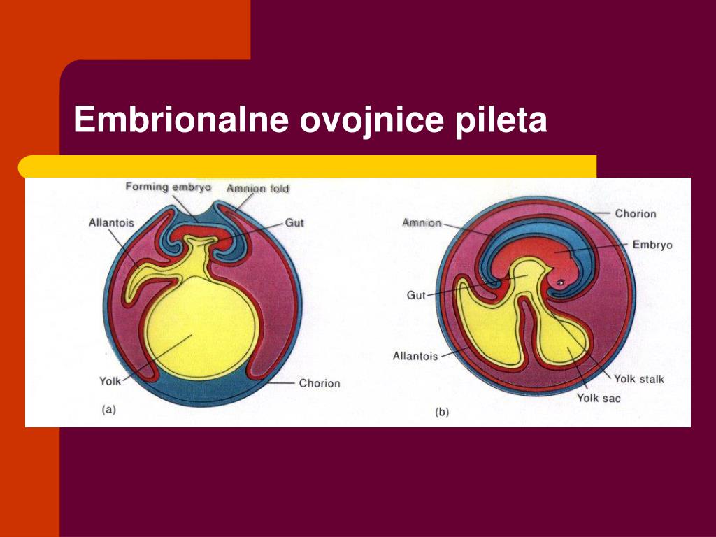 PPT - SEMINAR IZ ZOOLOGIJE EMBRIOLOGIJA IV PowerPoint Presentation ...