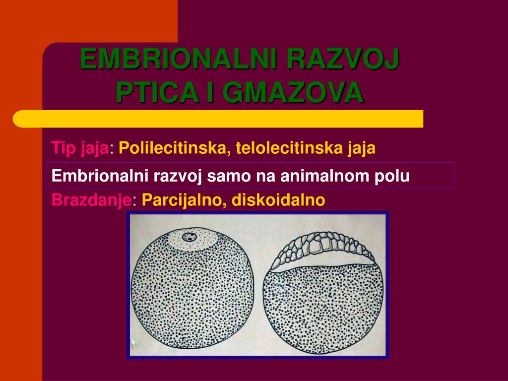 PPT - SEMINAR IZ ZOOLOGIJE EMBRIOLOGIJA IV PowerPoint Presentation ...