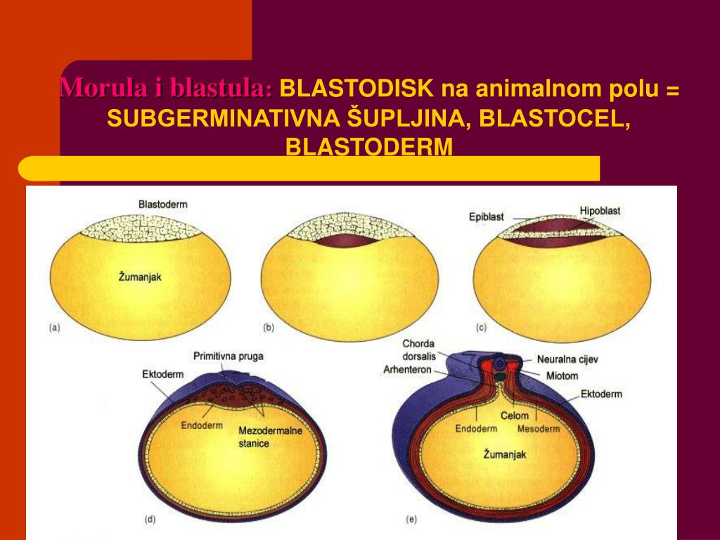 PPT - SEMINAR IZ ZOOLOGIJE EMBRIOLOGIJA IV PowerPoint Presentation ...