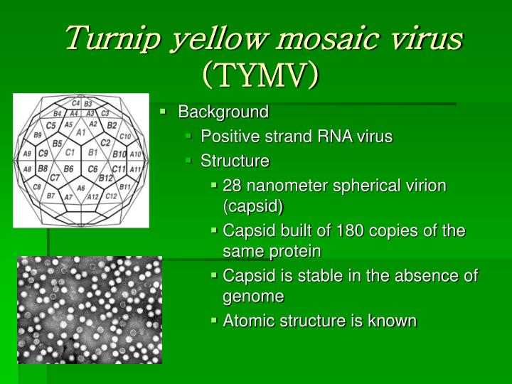 PPT - Production of Turnip yellow mosaic virus Capsids: The Future in ...