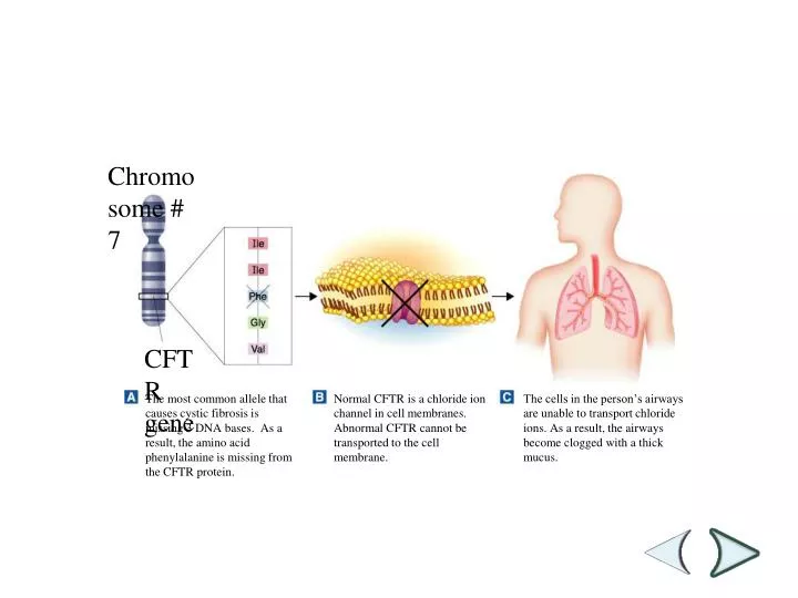 PPT - Chromosome # 7 PowerPoint Presentation, free download - ID:2983285