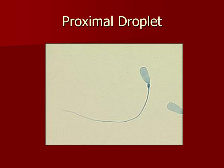 PPT - Semen Analysis PowerPoint Presentation - ID:2983786