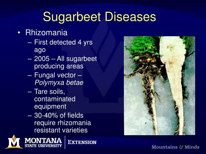 PPT - Sugarbeet Diseases PowerPoint Presentation, free download - ID ...