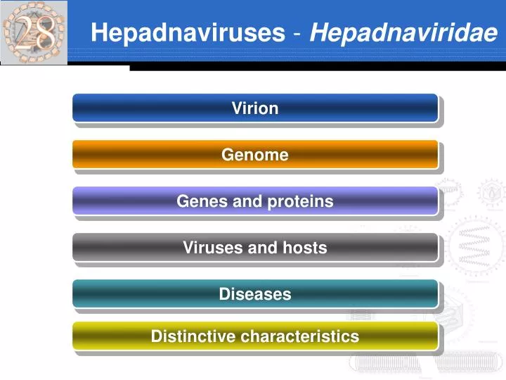 PPT - Hepadnaviruses - Hepadnaviridae PowerPoint Presentation, free ...