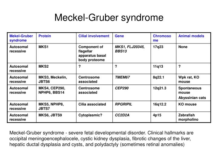 PPT - Meckel-Gruber syndrome PowerPoint Presentation - ID:2984621