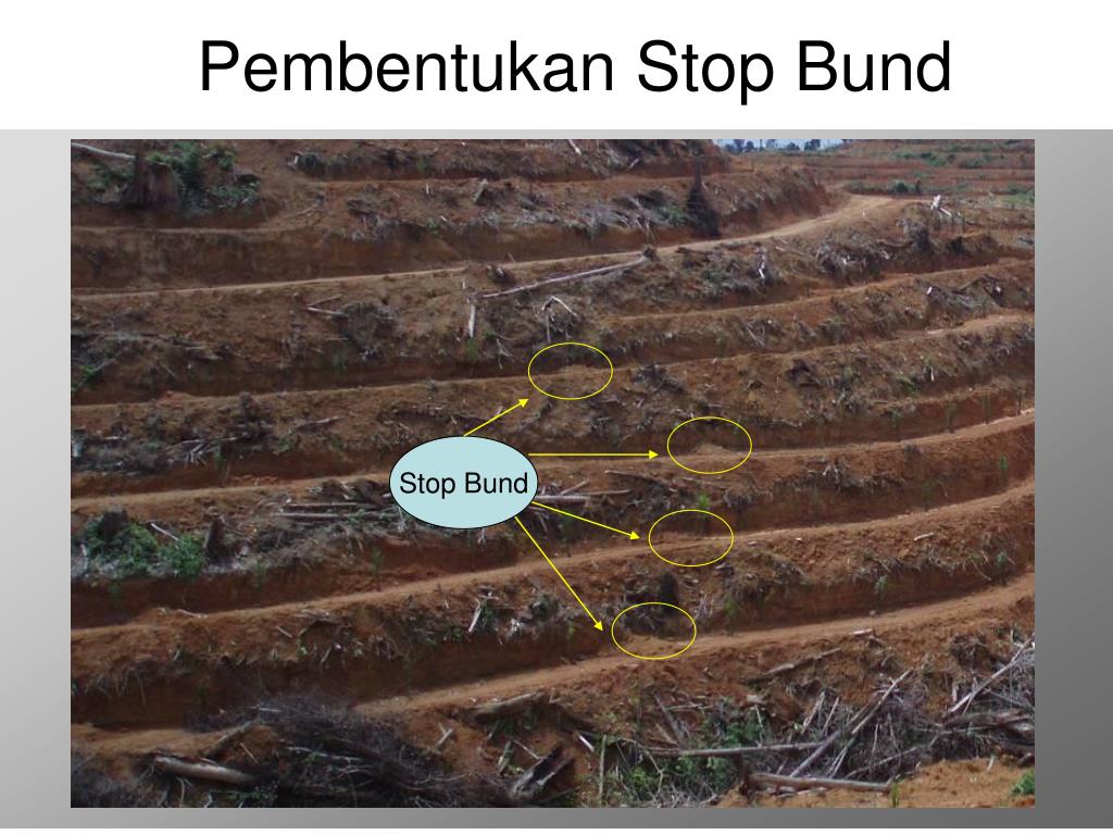 PPT - PEMBUATAN TERAS KONTUR DAN PEMANCANGAN TITIK TANAM VIOLLE SYSTEM ...