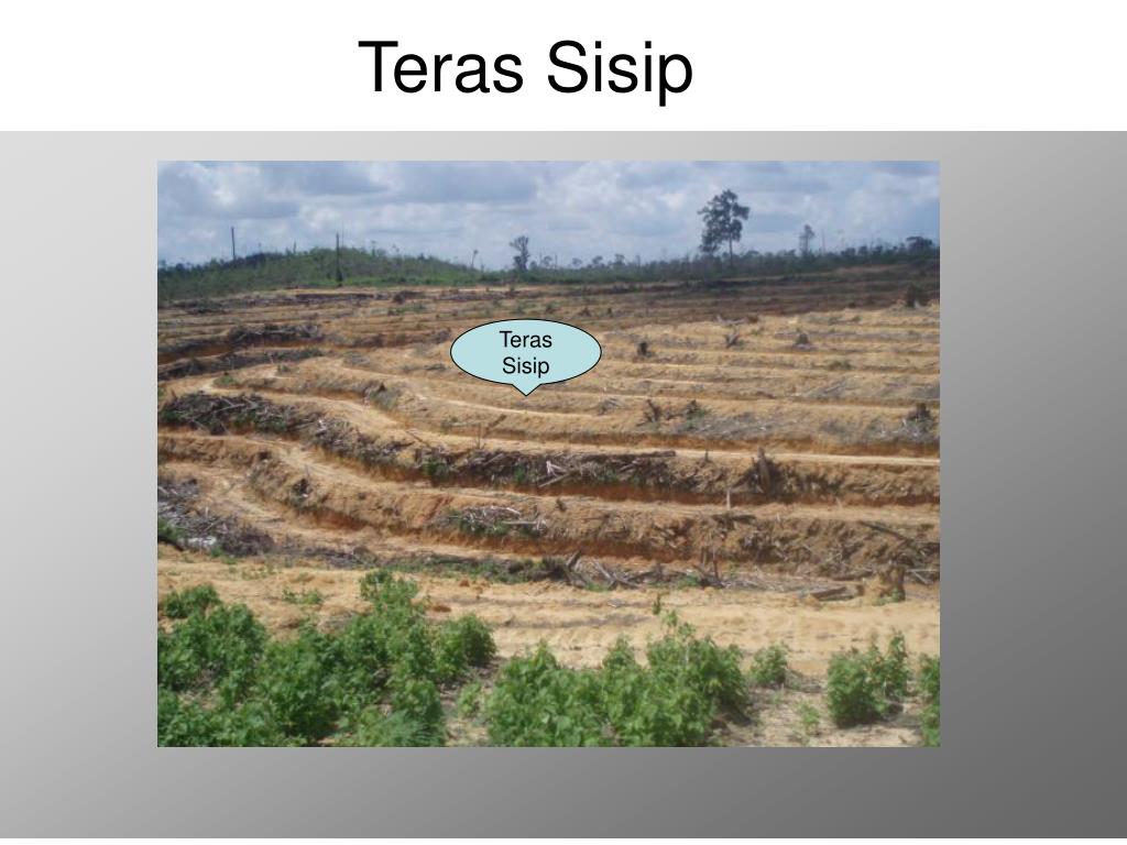 PPT - PEMBUATAN TERAS KONTUR DAN PEMANCANGAN TITIK TANAM VIOLLE SYSTEM ...