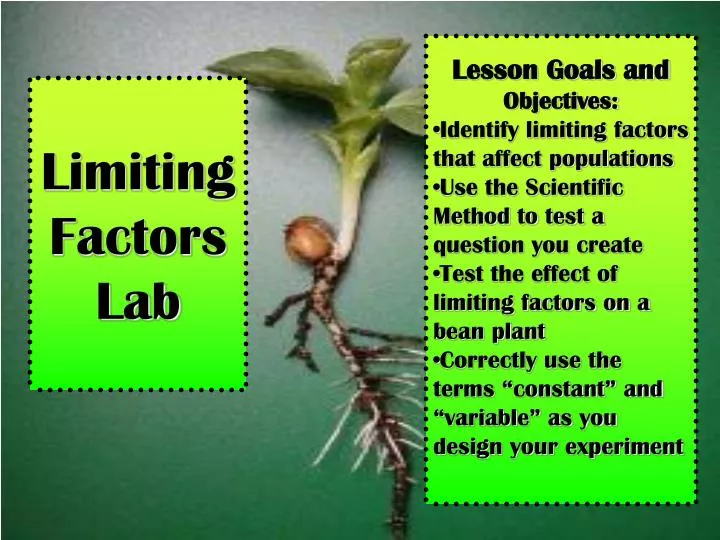 PPT - Limiting Factors Lab PowerPoint Presentation, free download - ID ...
