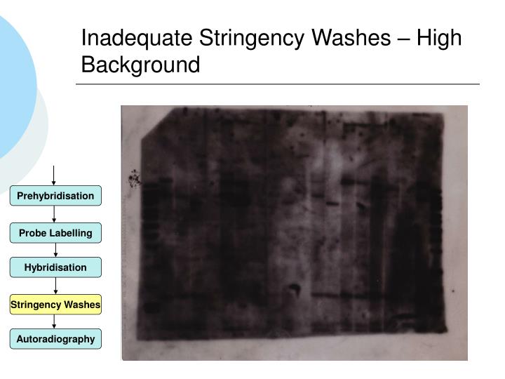 PPT - Southern Blotting PowerPoint Presentation - ID:2986026
