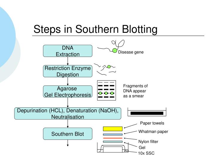 PPT - Southern Blotting PowerPoint Presentation - ID:2986026