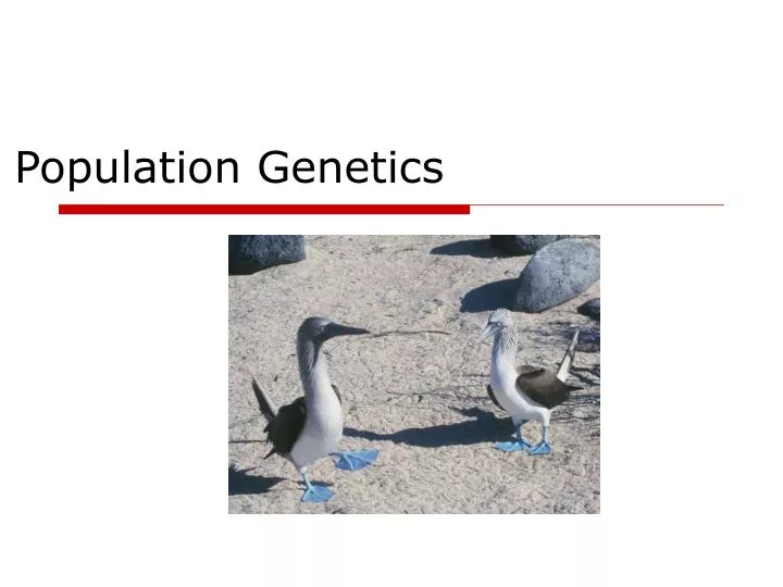PPT - Population Genetics PowerPoint Presentation, free download - ID ...