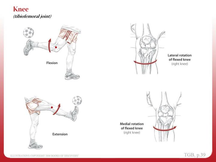 PPT - Anatomical Position PowerPoint Presentation - ID:2986951