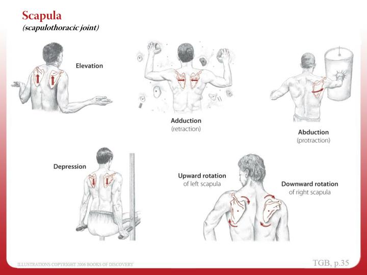PPT - Anatomical Position PowerPoint Presentation - ID:2986951