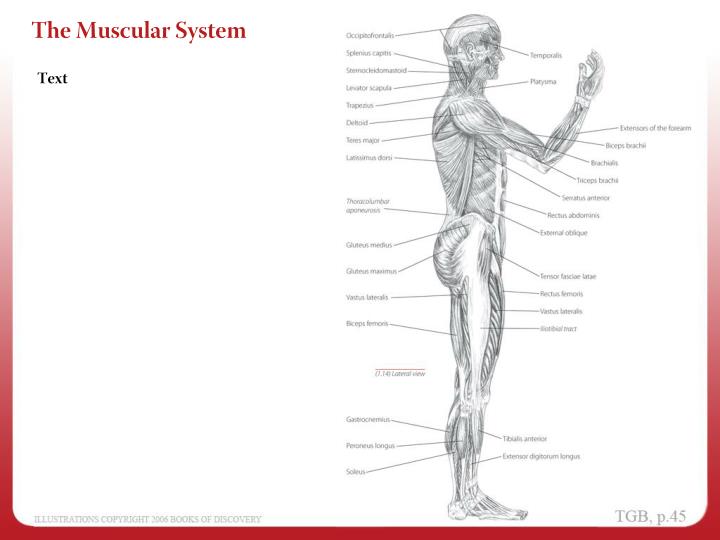 PPT - Anatomical Position PowerPoint Presentation - ID:2986951